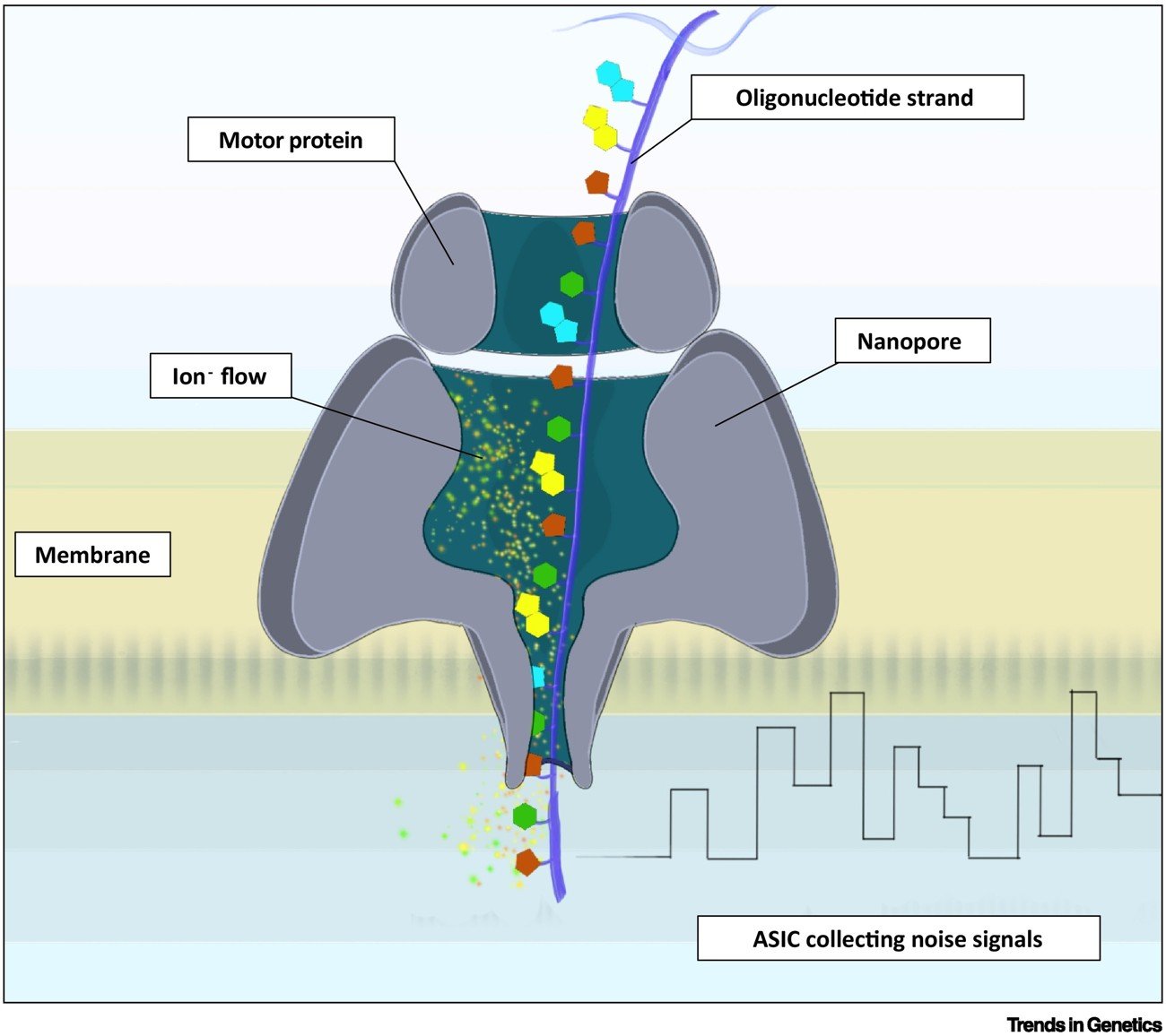 Cell Signaling – GaN-sensors